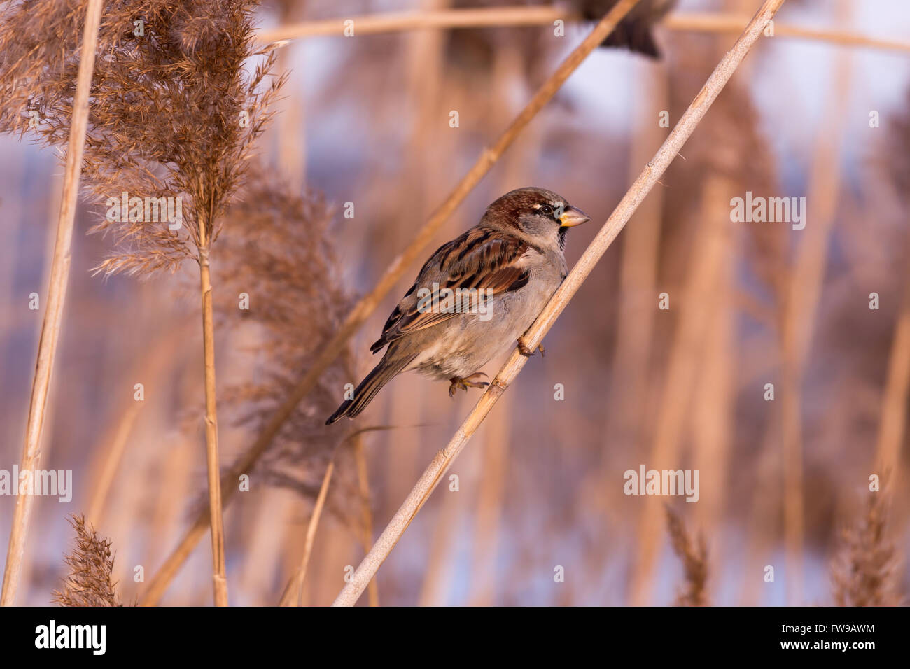 Reed sparrow hi-res stock photography and images - Alamy