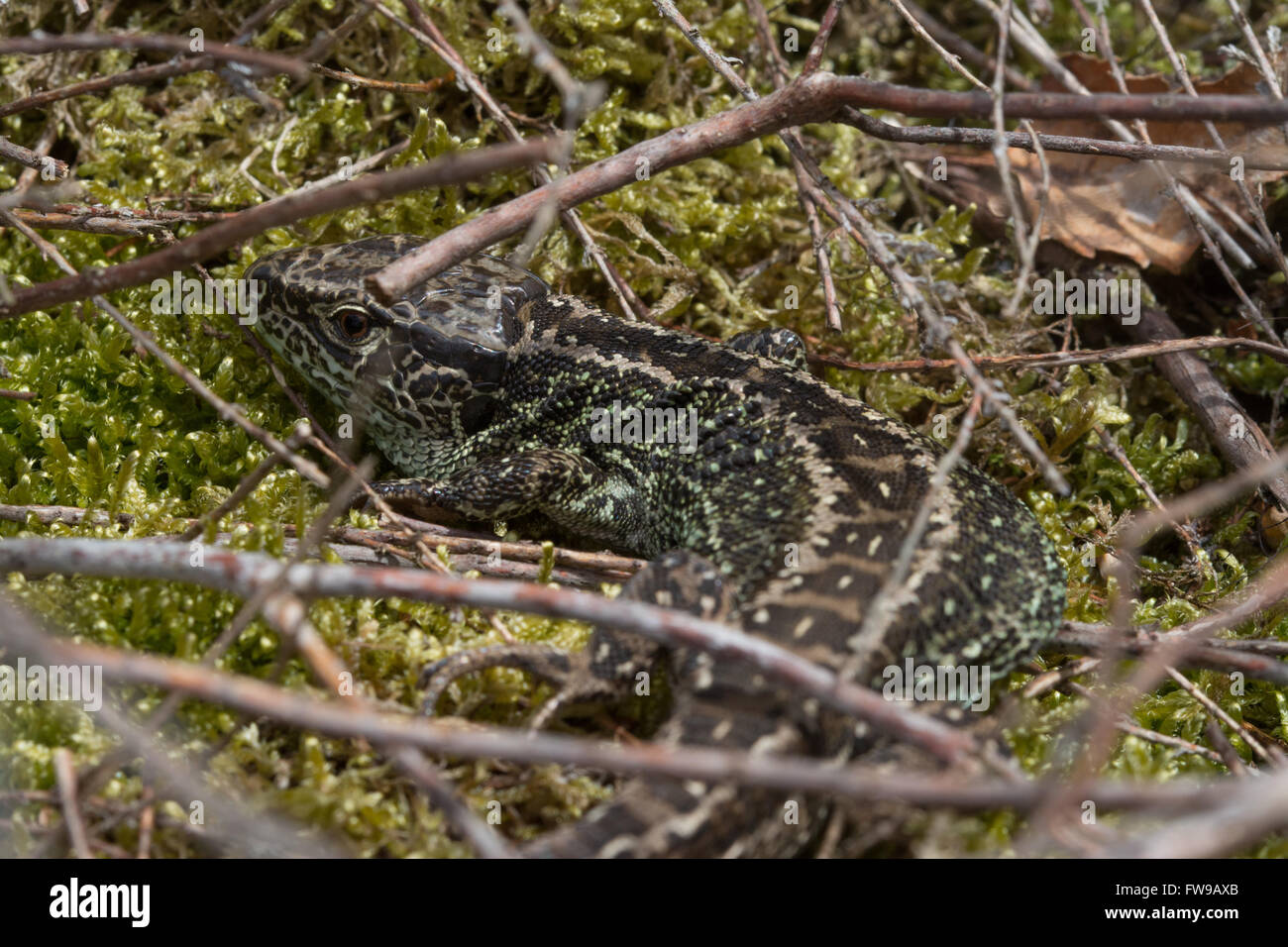 Male sand lizard (Lacerta agilis) on moss in a Surrey heathland in ...