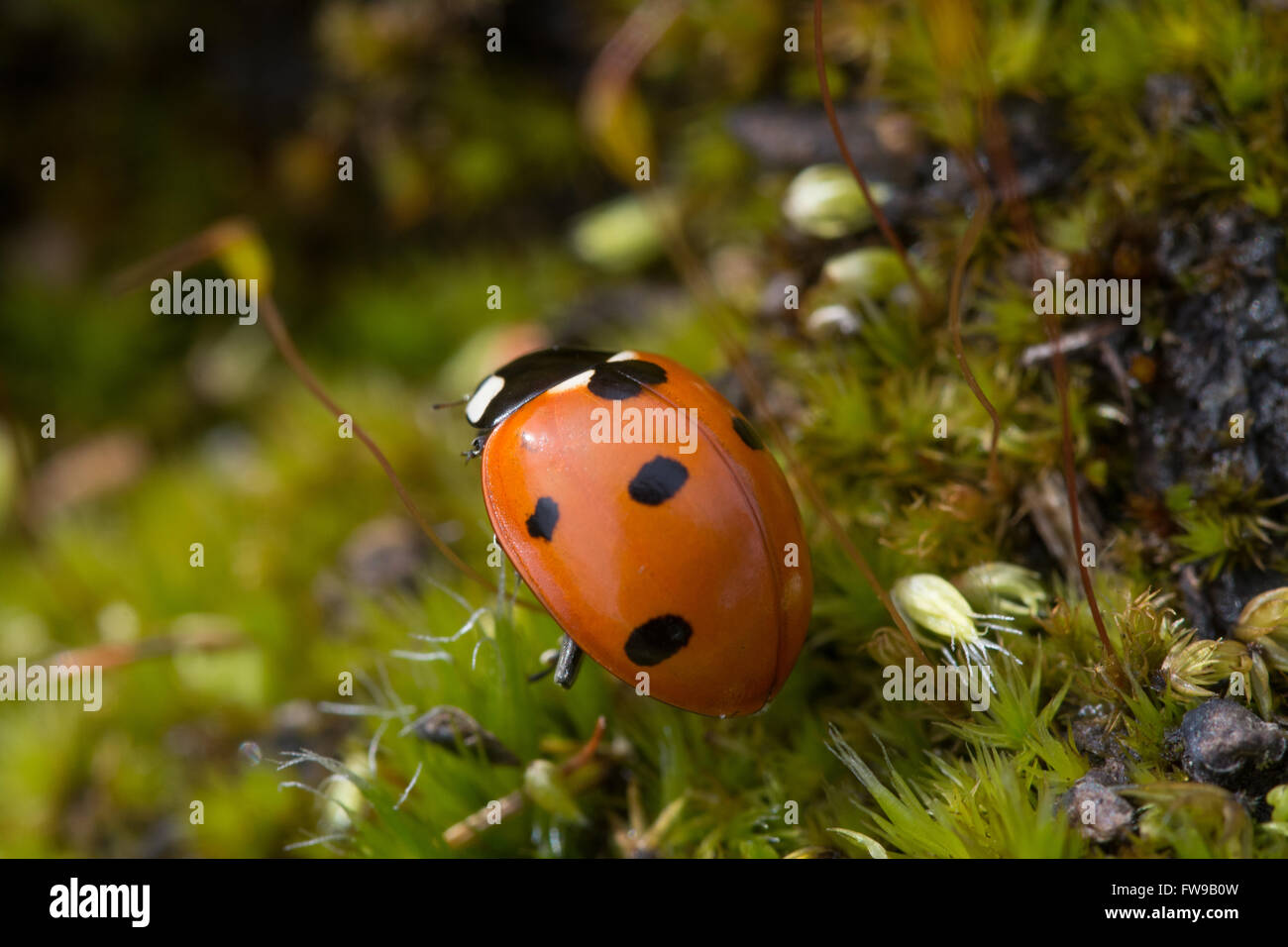 Close-up of ladybird or ladybug on moss in Surrey, England Stock Photo ...