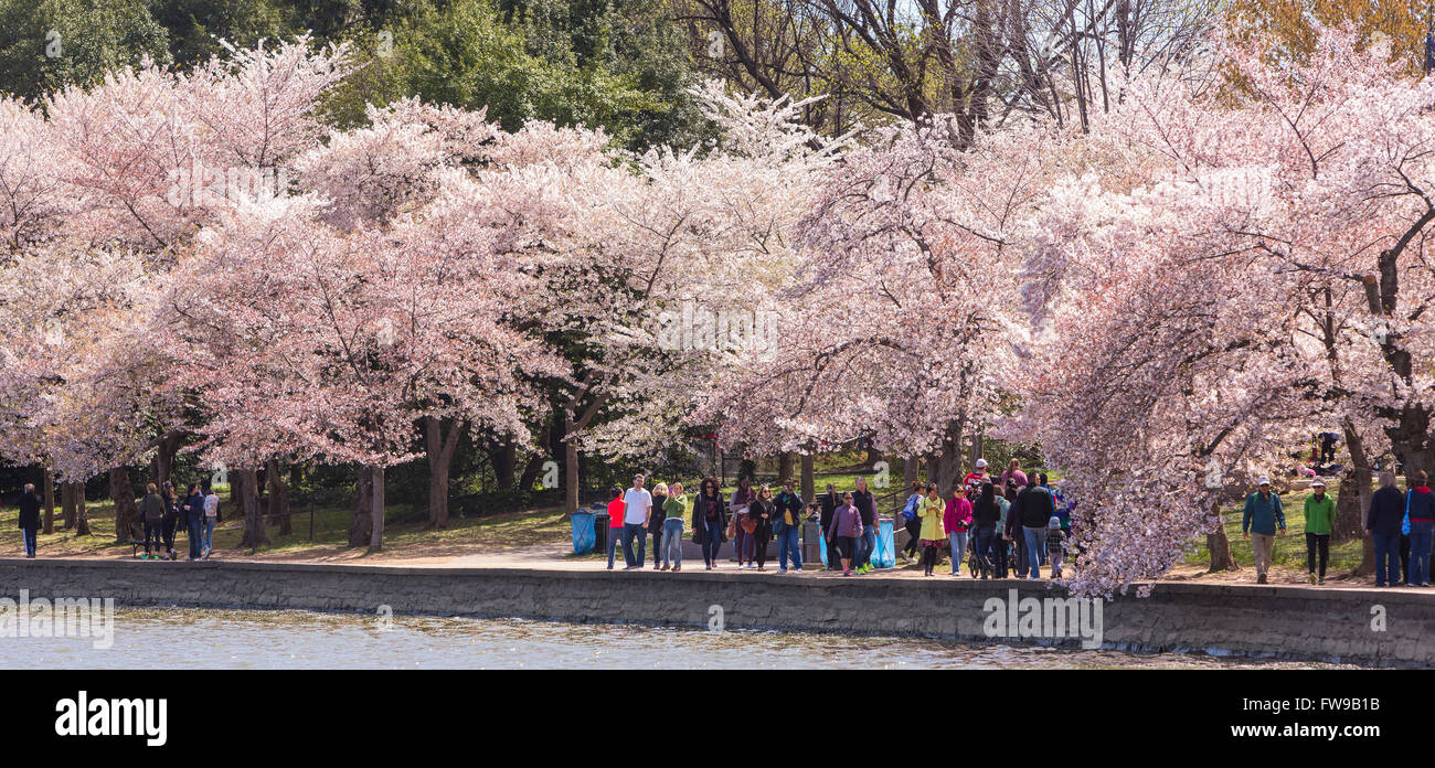 Tidal basin flowers hi-res stock photography and images - Alamy