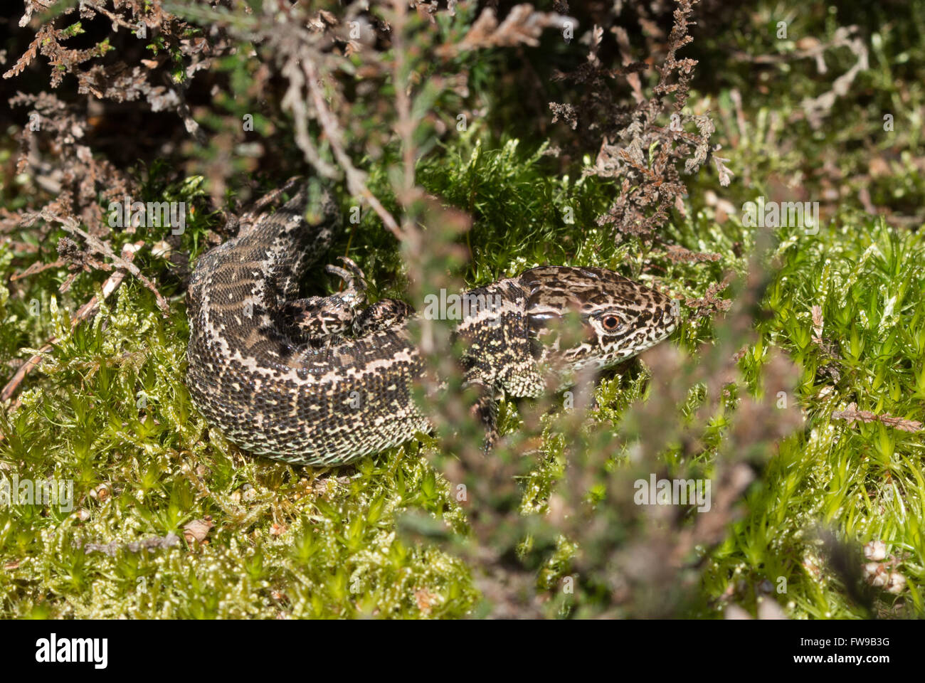 Sand lizards and england hi-res stock photography and images - Alamy