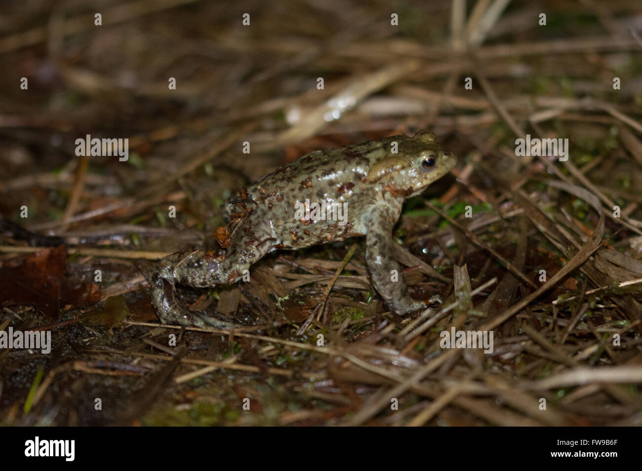 British toads hi-res stock photography and images - Alamy