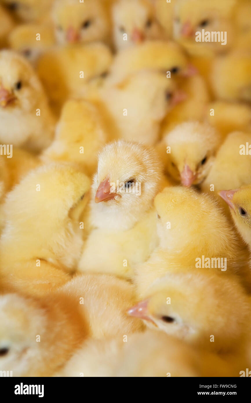 Yellow chickens on a modern poultry farm Stock Photo - Alamy