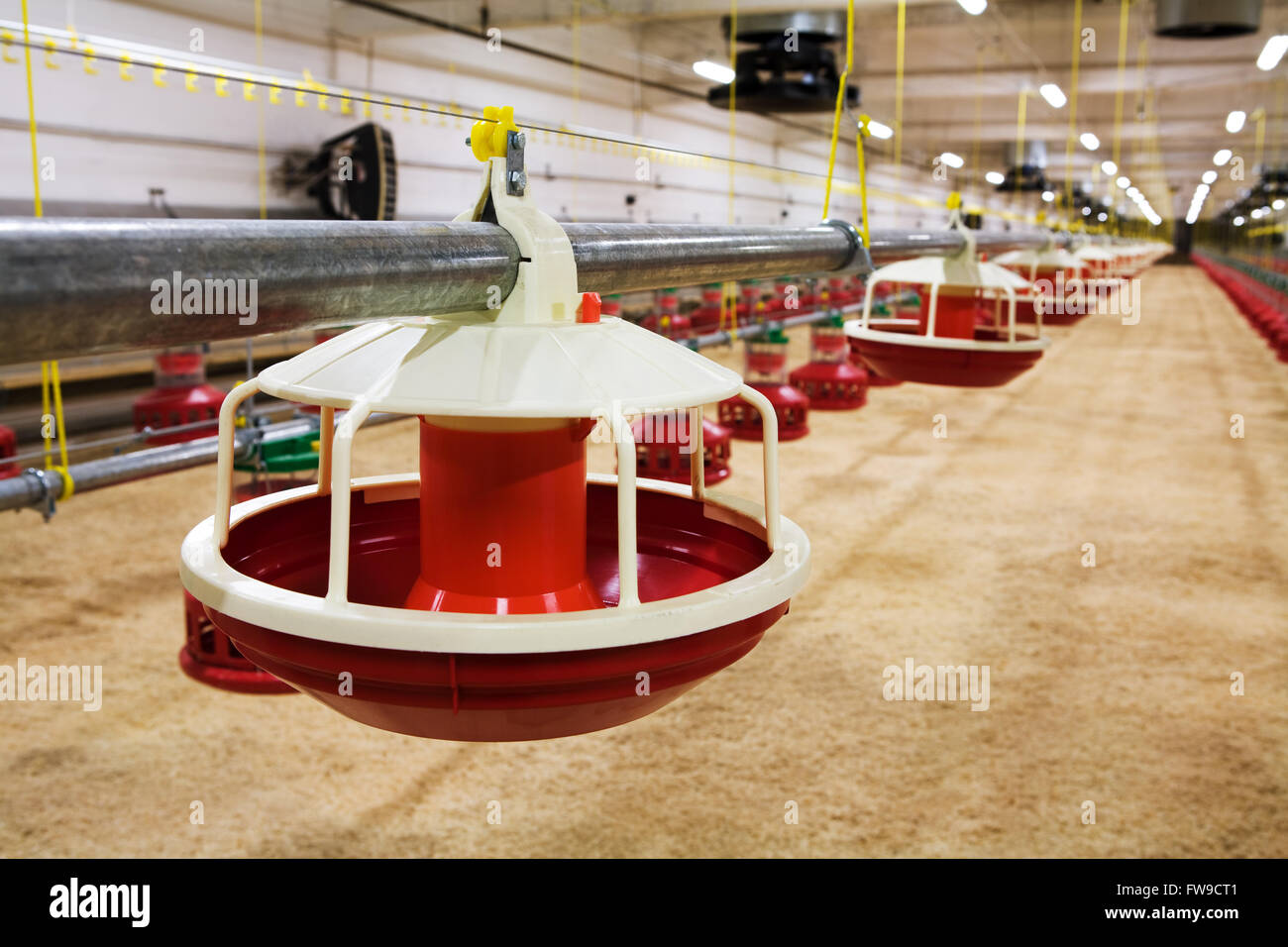 The modern and new automated integrated poultry farm Stock Photo - Alamy