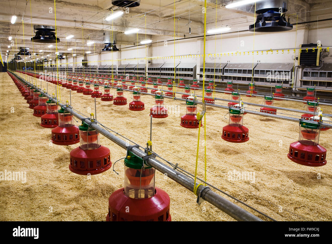 The modern and new automated integrated poultry farm Stock Photo - Alamy