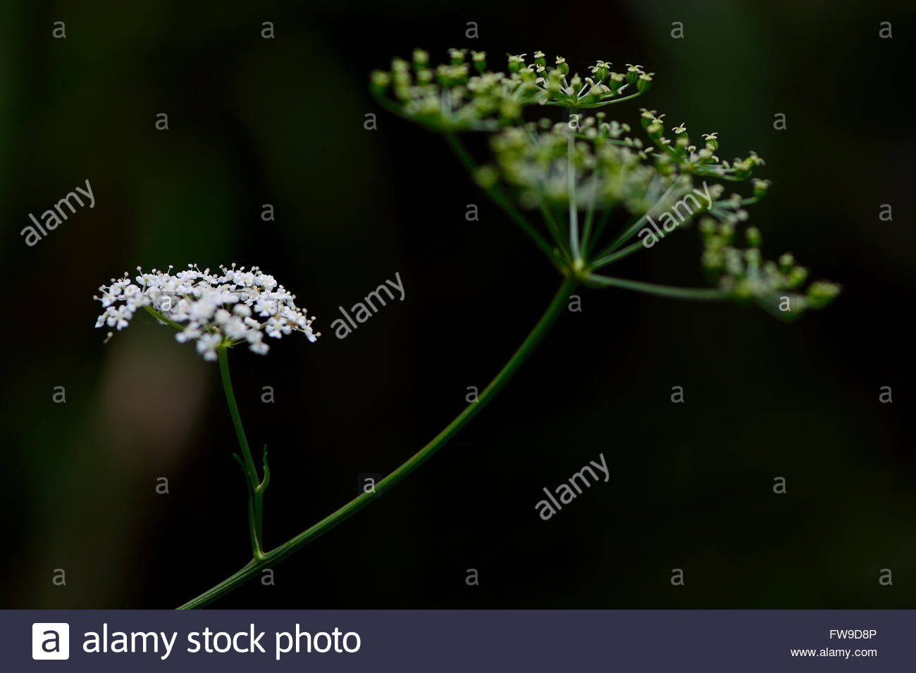 Ligusticum Stock Photos & Ligusticum Stock Images - Alamy