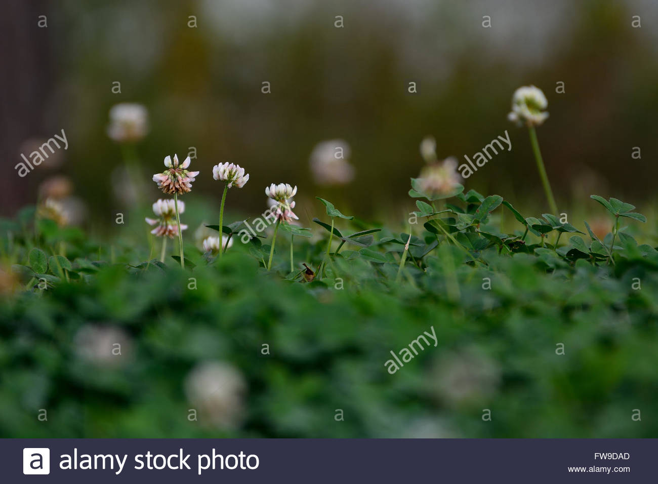 Shamrocks Stock Photos & Shamrocks Stock Images - Alamy