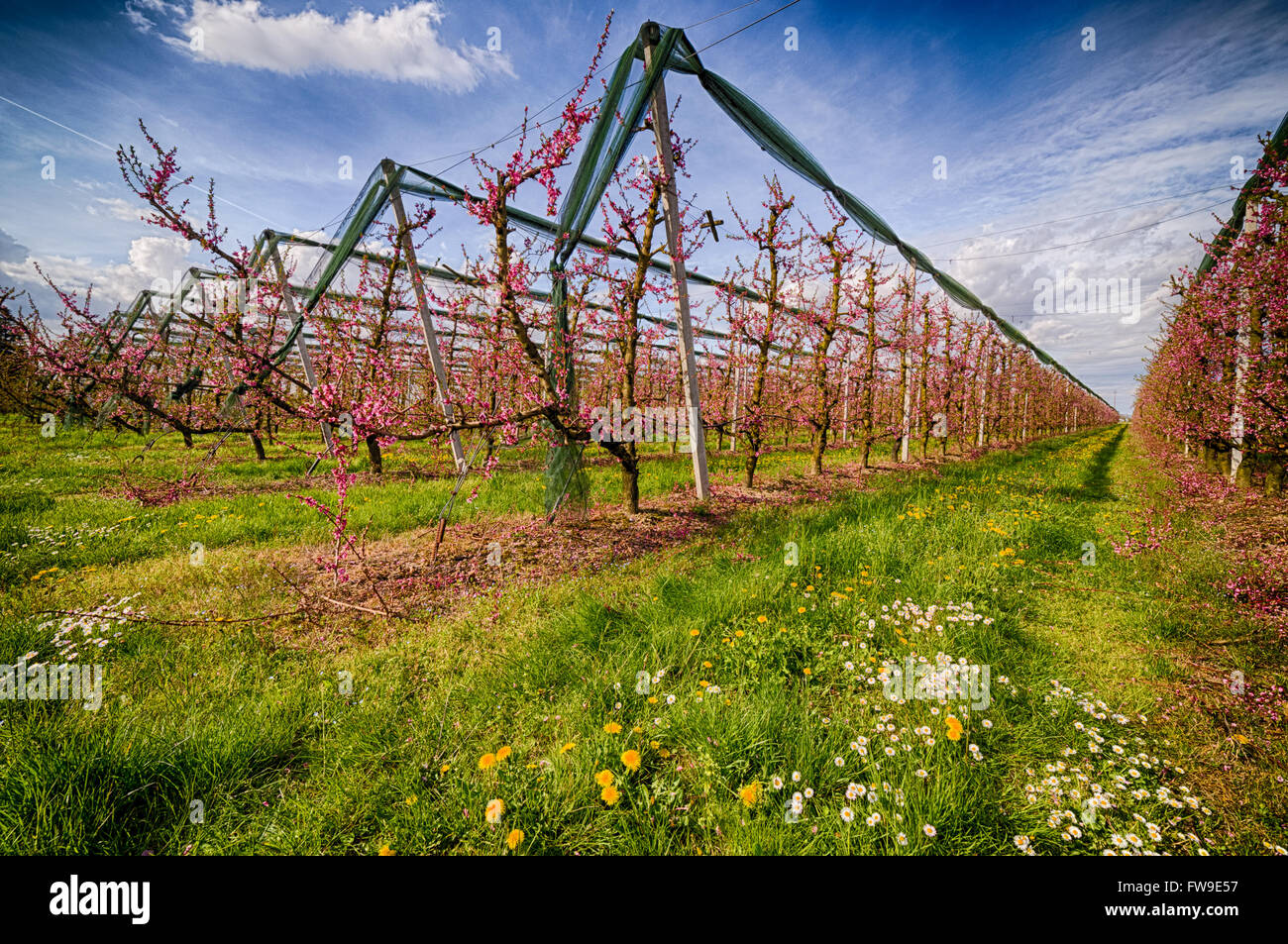 rows of orchards, peach trees in the countryside of Romagna Stock Photo ...