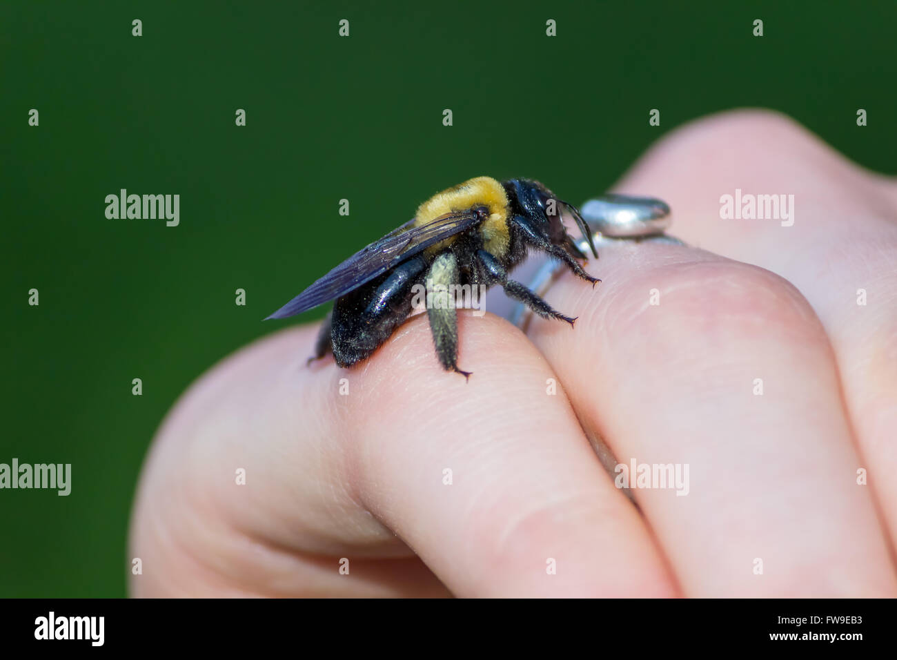 Carpenter bumble Bee sitting on a hand Stock Photo - Alamy