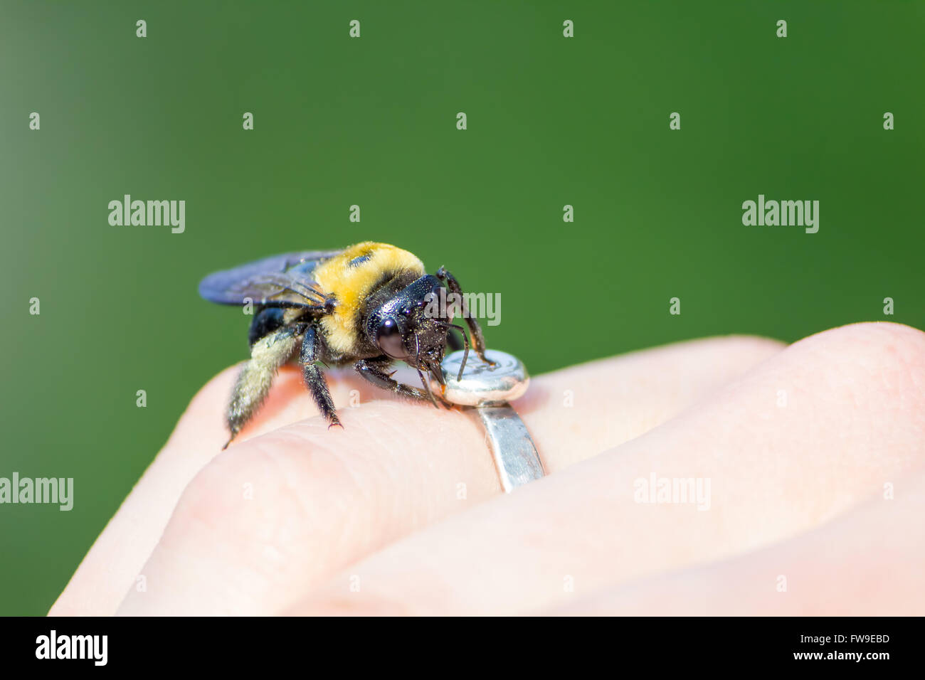 Carpenter bumble Bee sitting on a hand Stock Photo - Alamy