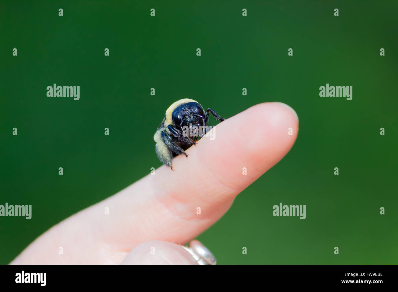 Carpenter bumble Bee sitting on a hand Stock Photo - Alamy