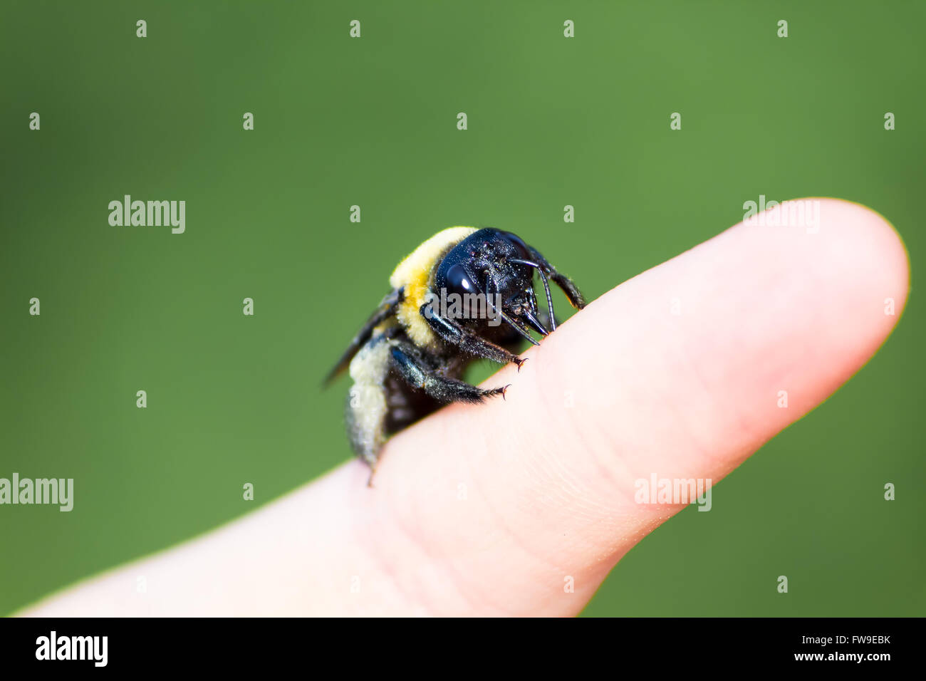 Carpenter bumble Bee sitting on a hand Stock Photo - Alamy