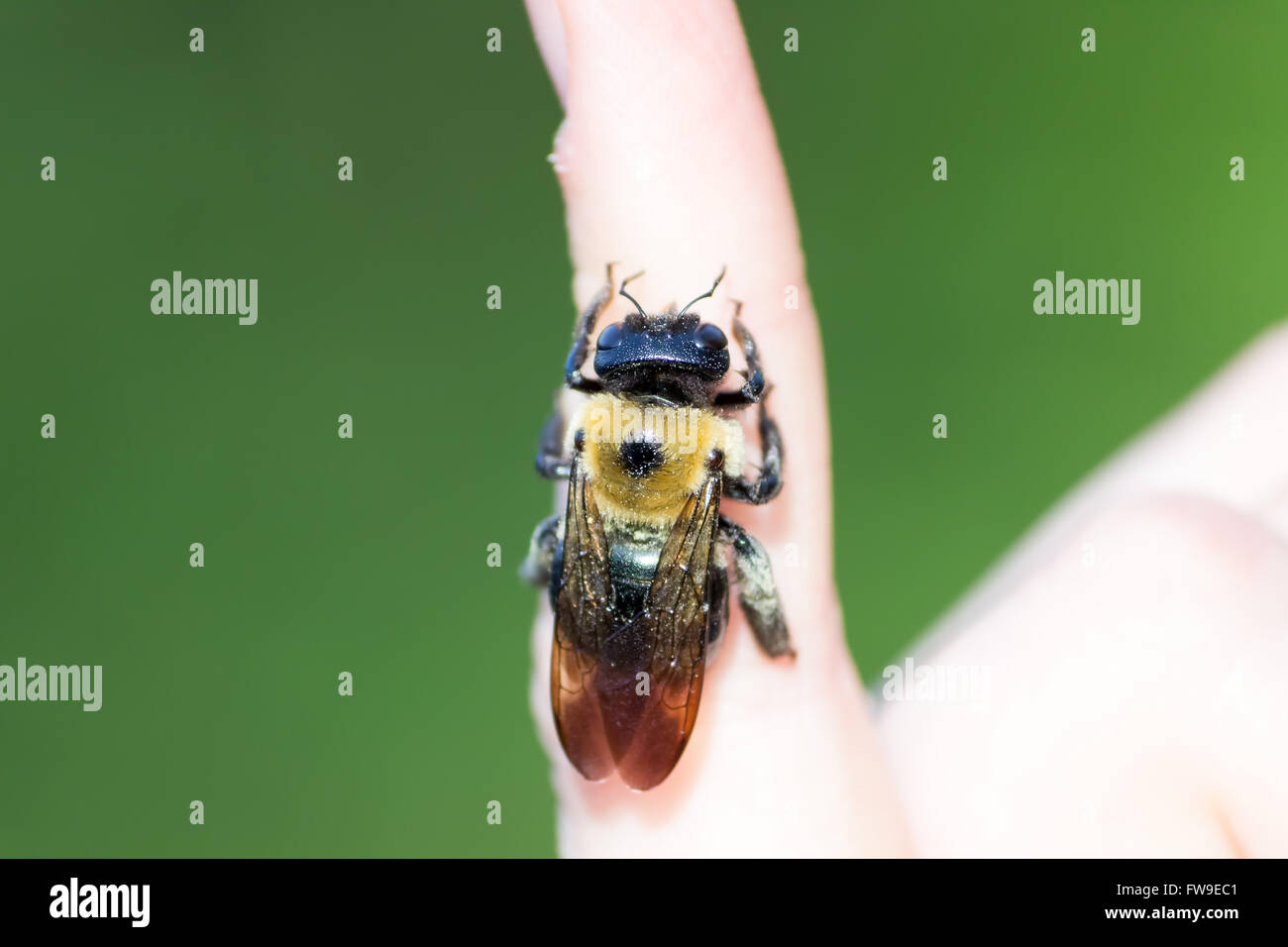 Carpenter bumble Bee sitting on a hand Stock Photo - Alamy