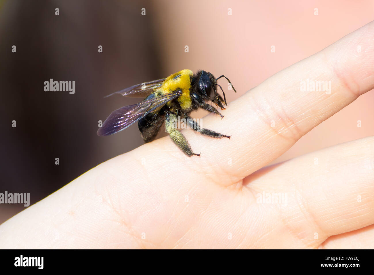 Carpenter bumble Bee sitting on a hand Stock Photo - Alamy