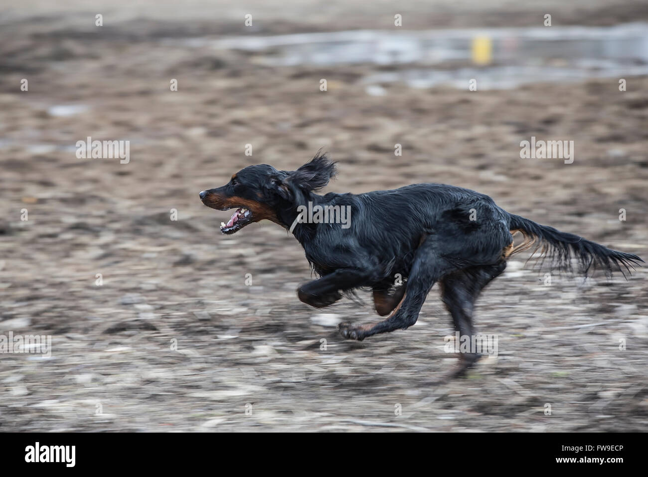 Coursing hi-res stock photography and images - Alamy