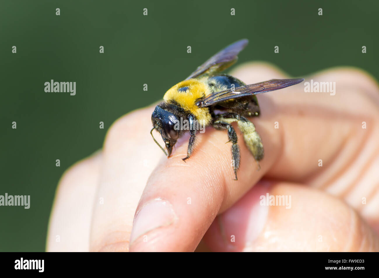 Carpenter bumble Bee sitting on a hand Stock Photo - Alamy
