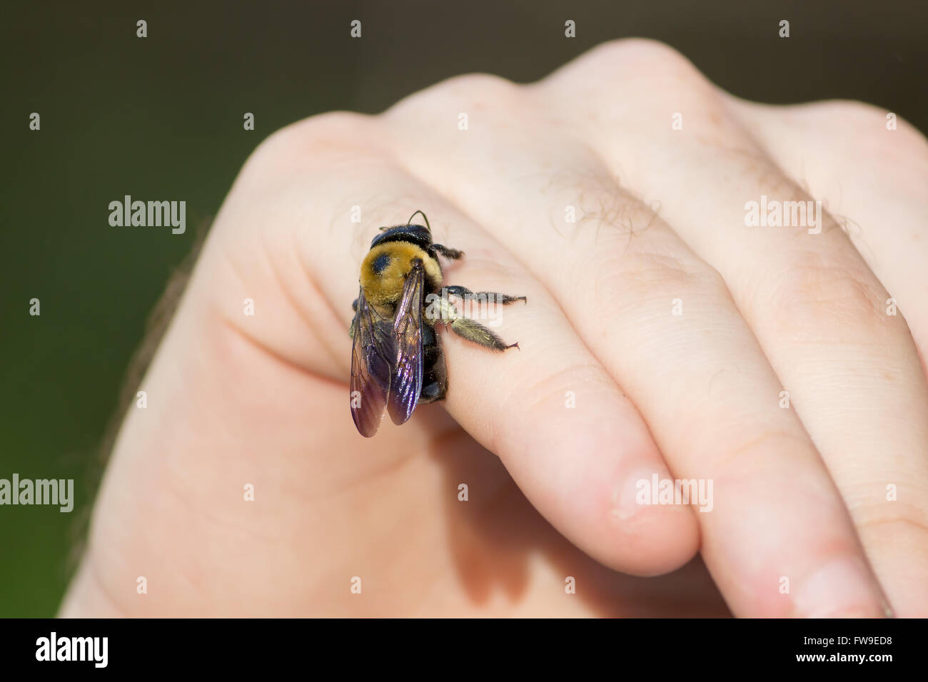 Carpenter bumble Bee sitting on a hand Stock Photo - Alamy