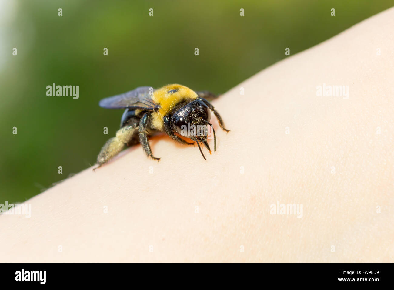 Carpenter bumble Bee sitting on a hand Stock Photo - Alamy