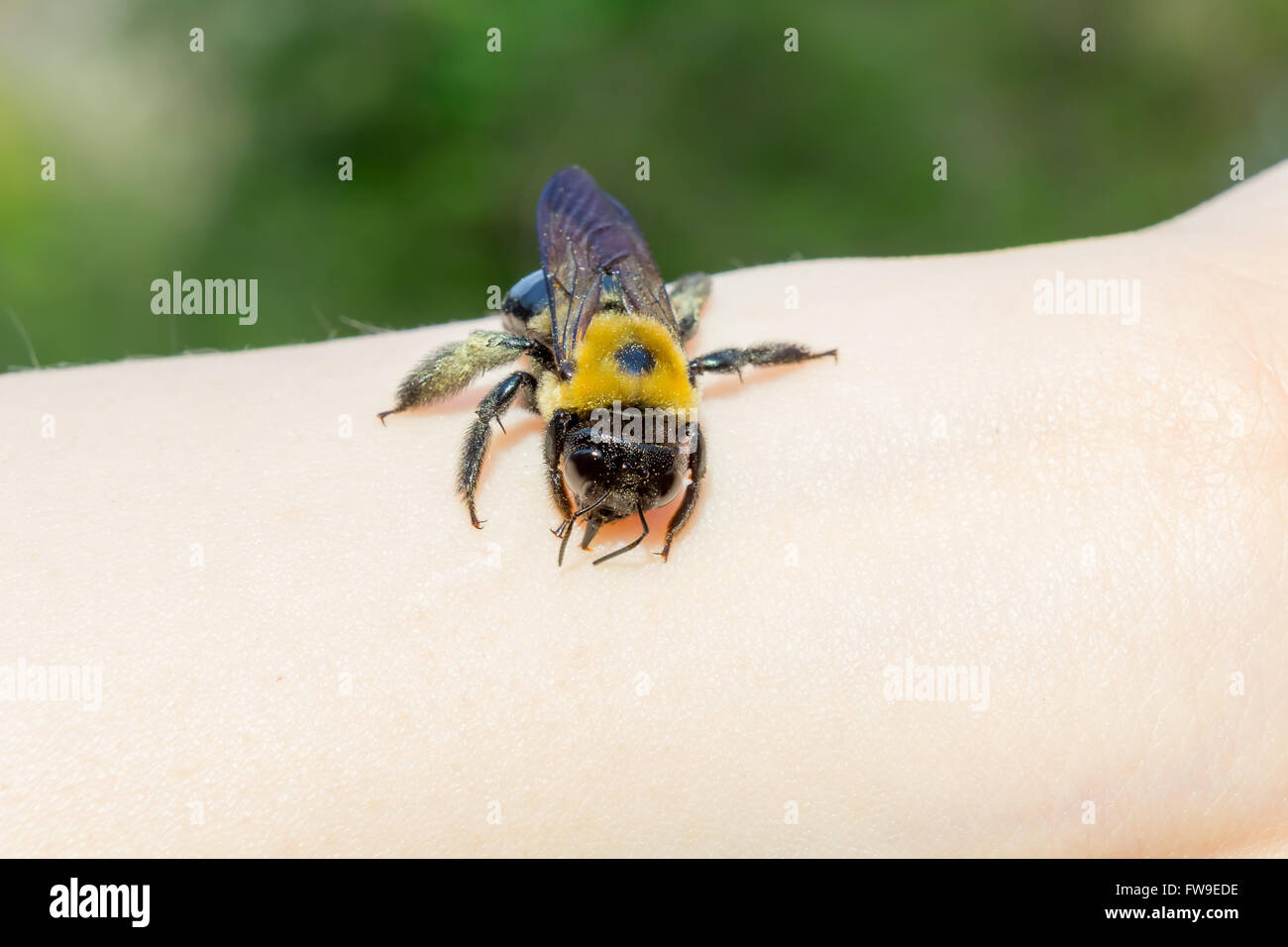 Bee bumblebee sitting hand hi-res stock photography and images - Alamy