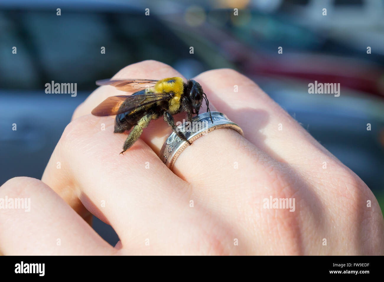 Carpenter bumble Bee sitting on a hand Stock Photo - Alamy