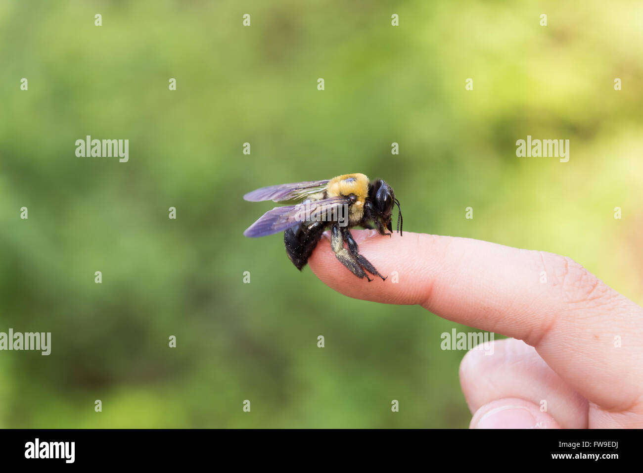 Carpenter bumble Bee sitting on a hand Stock Photo - Alamy
