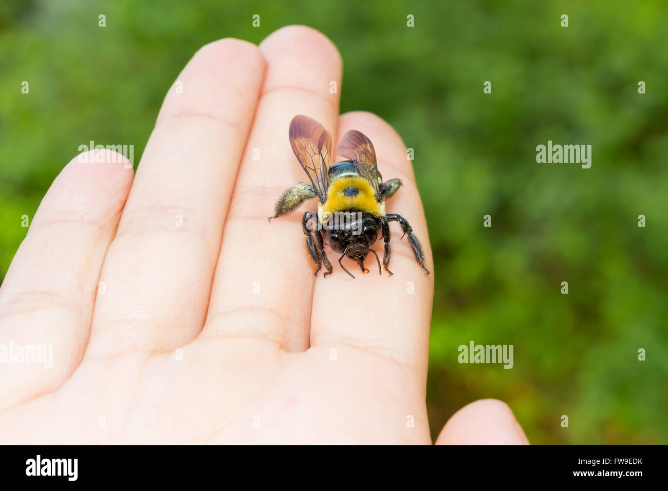 Carpenter bumble Bee sitting on a hand Stock Photo - Alamy
