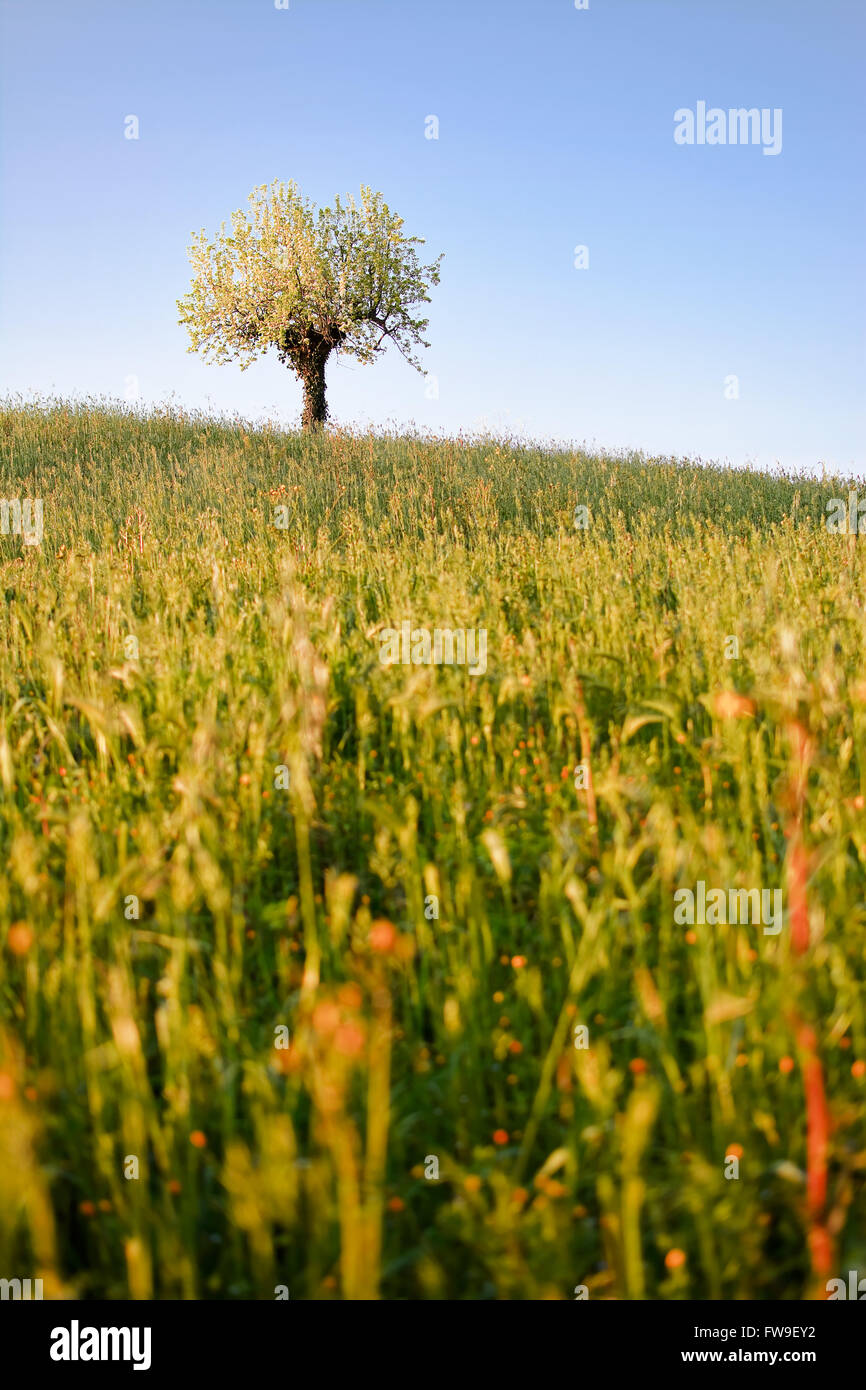 Pear tree in grass hi-res stock photography and images - Alamy