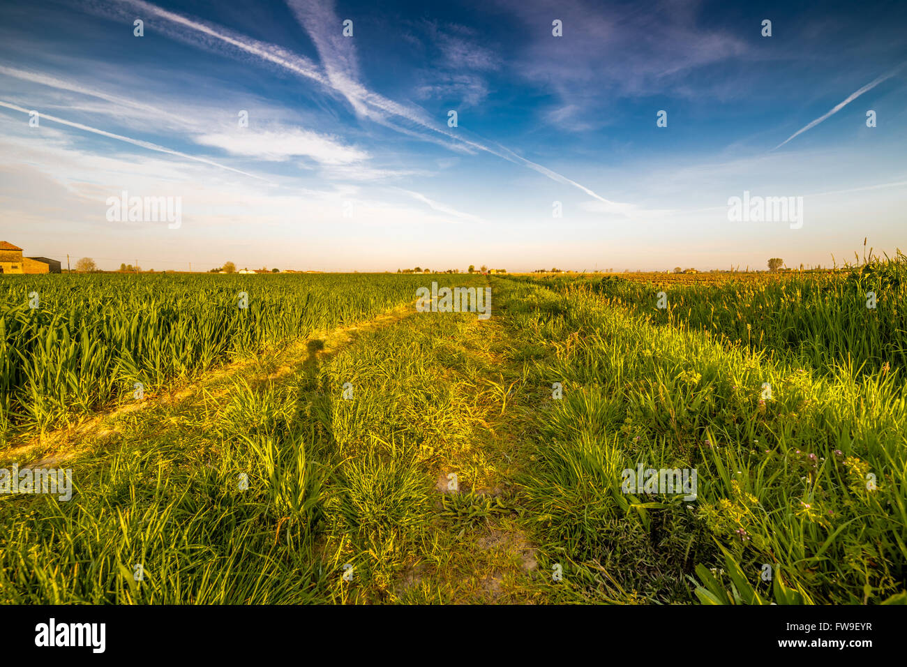 shadow of camera tripod on Wheel tracks in green cultivated fields ...