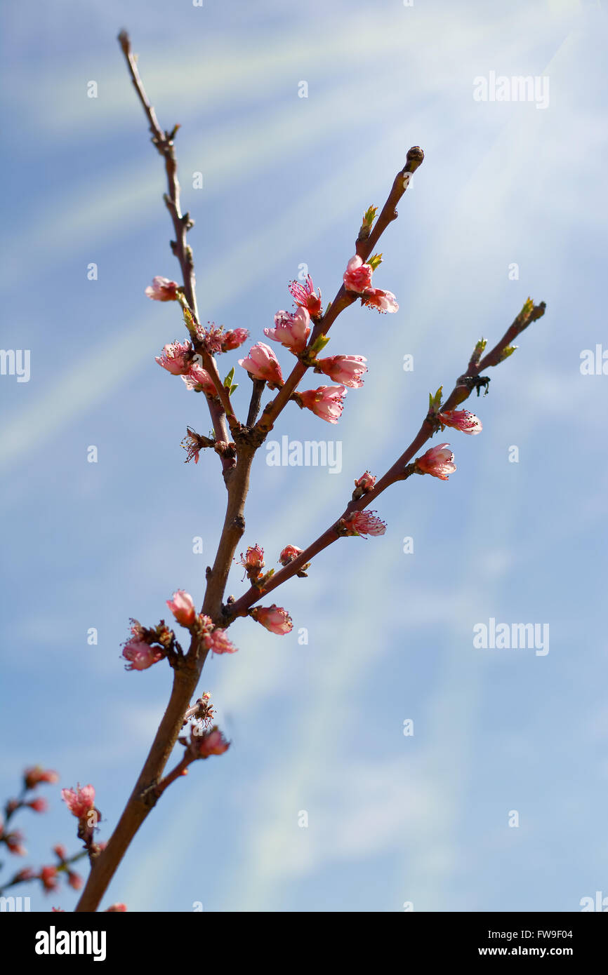 Spring branch tree leaf buds hi-res stock photography and images - Alamy