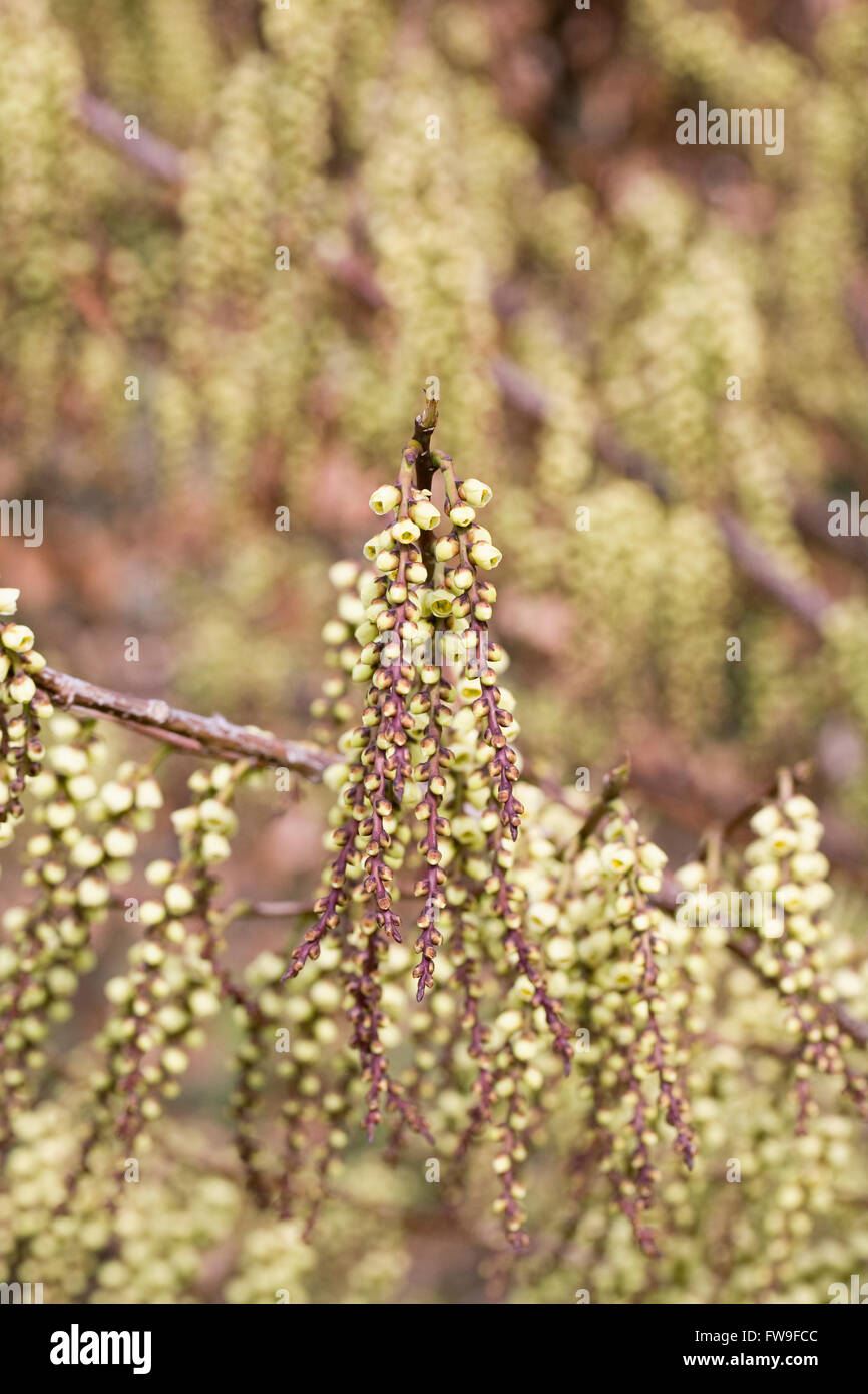 Stachyurus praecox flowers in early Spring Stock Photo - Alamy