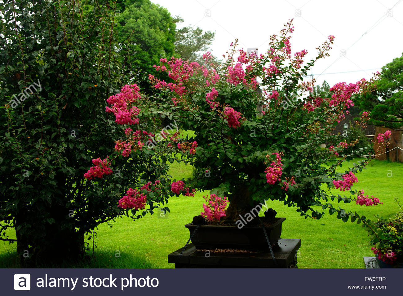 Myrtle Tree Stock Photos & Myrtle Tree Stock Images - Alamy