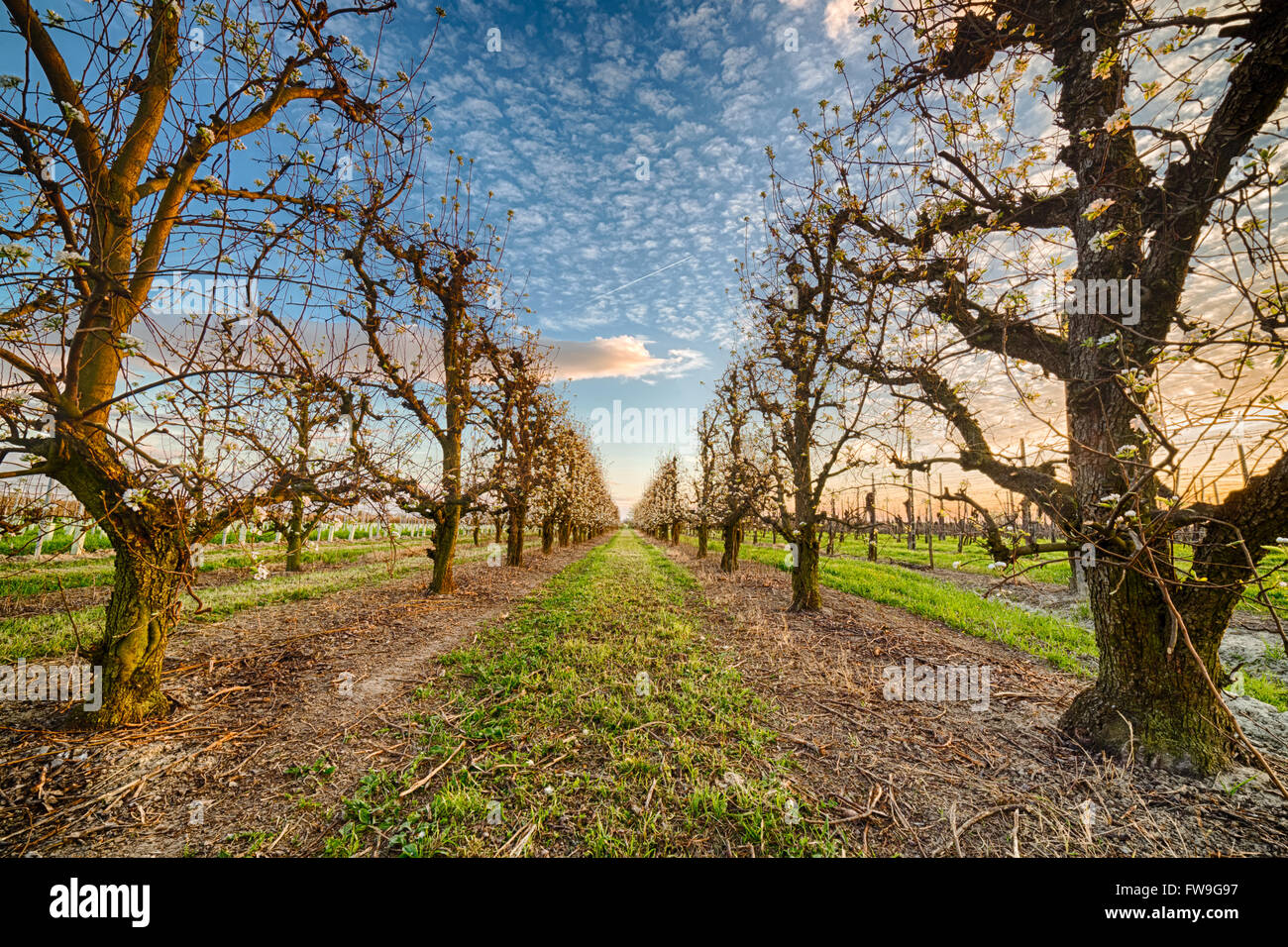 cultivation of fruit trees in bloom in the countryside of Emilia ...