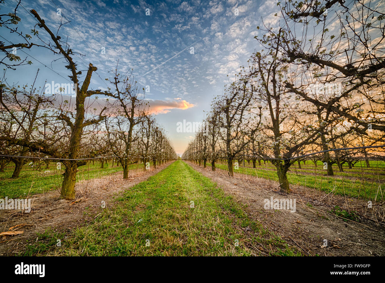 cultivation of fruit trees in bloom in the countryside of Emilia ...