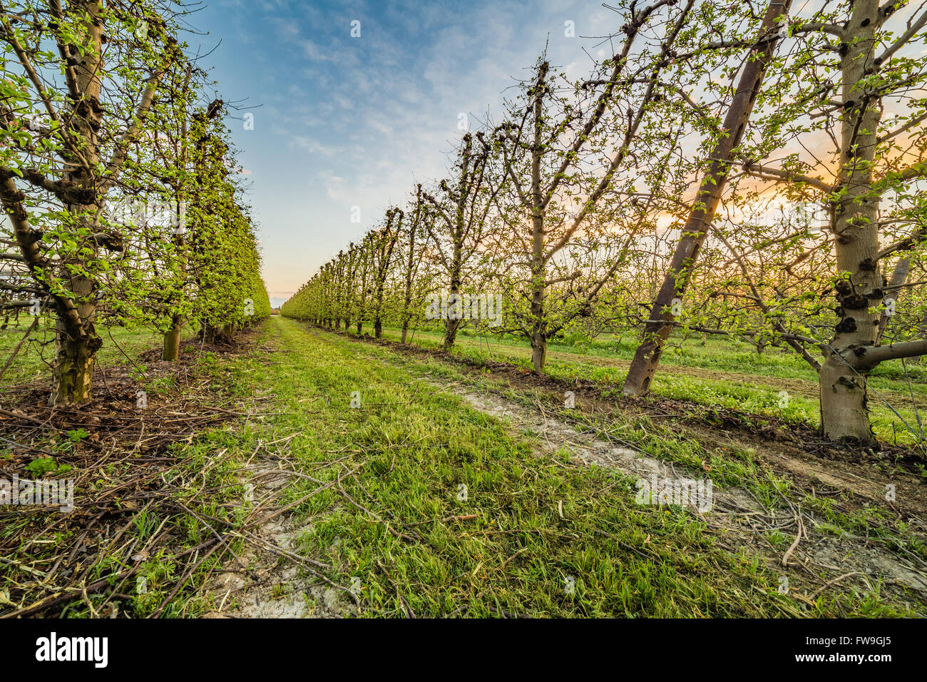 cultivation of fruit trees in bloom in the countryside of Emilia ...