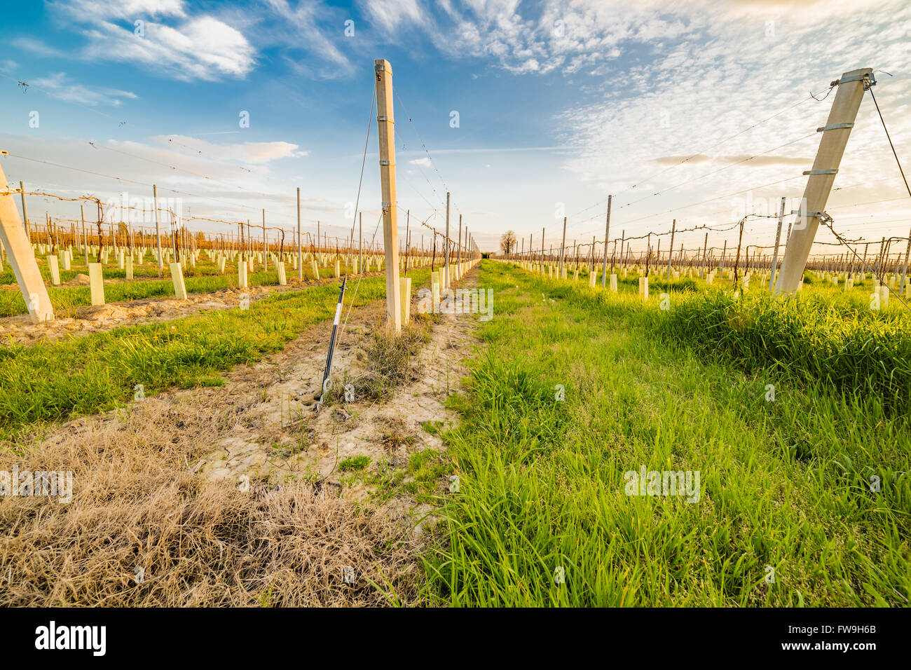 cultivation of fruit trees in the countryside of Emilia Romagna in ...