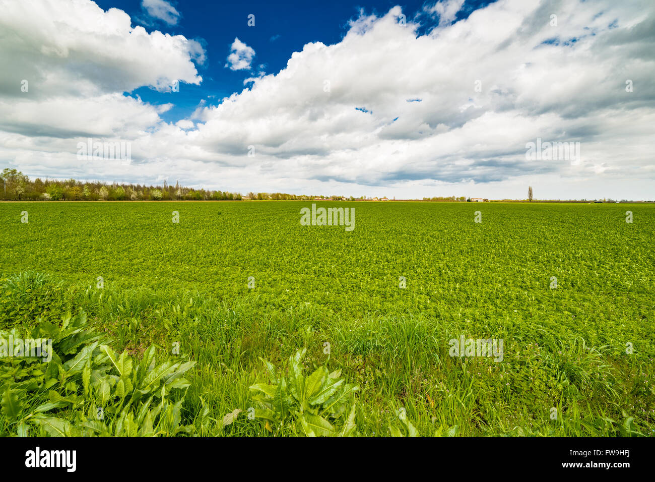 Green fields of the Po Valley in Romagna, Italy Stock Photo - Alamy