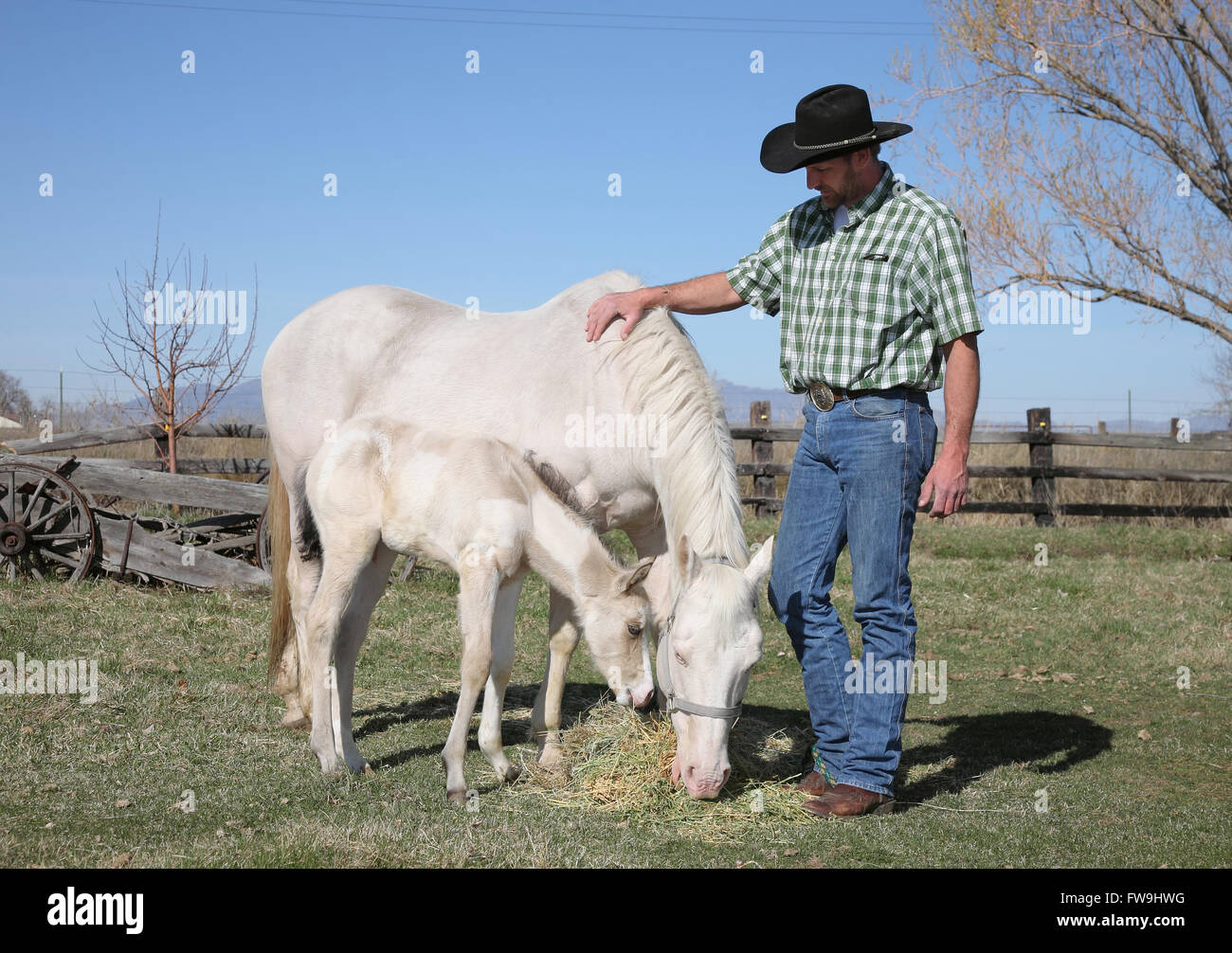 mid-adult western man with white white horse and baby in a field Stock ...
