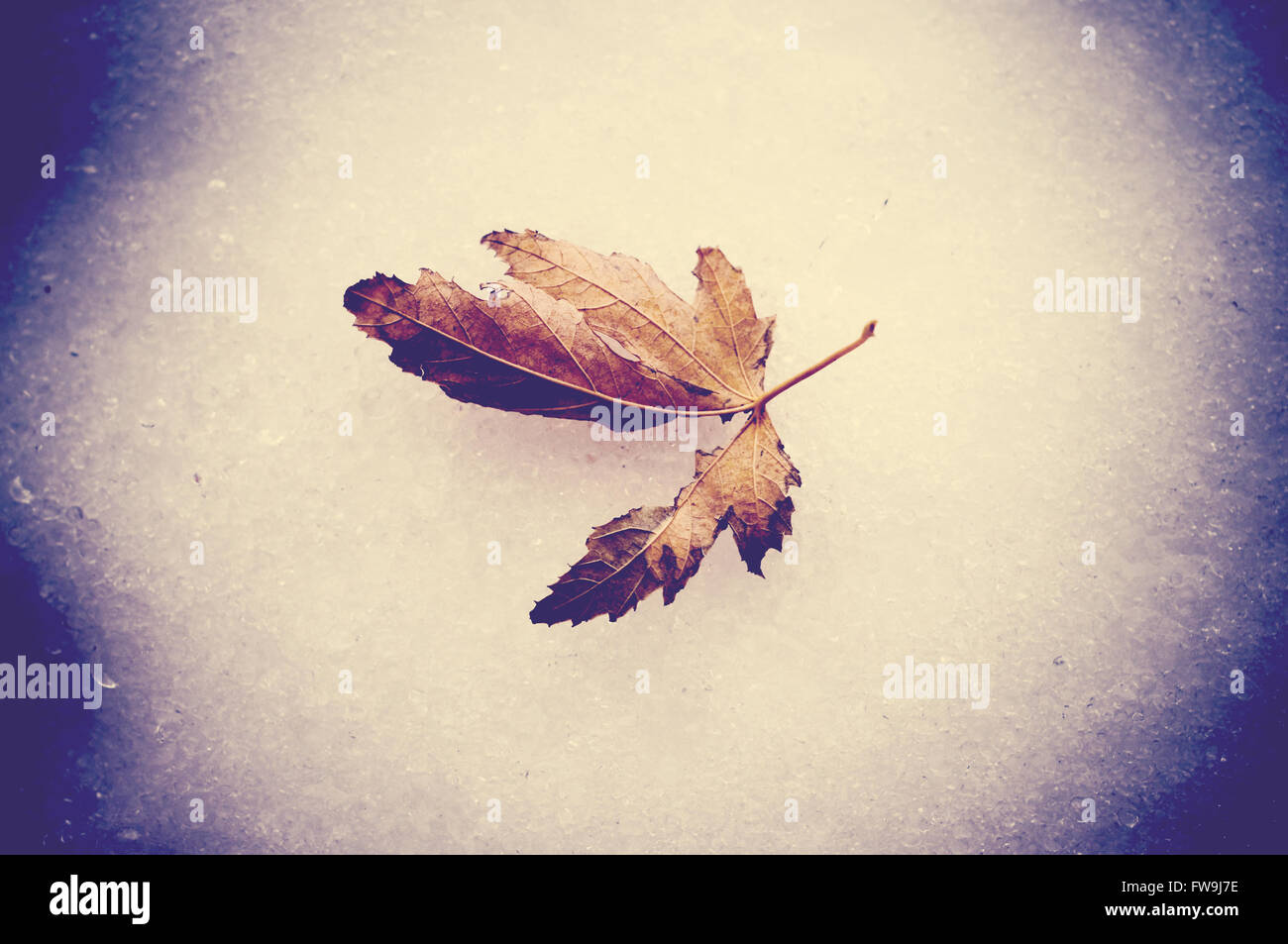 Close-up of a dead tree leaf Stock Photo - Alamy