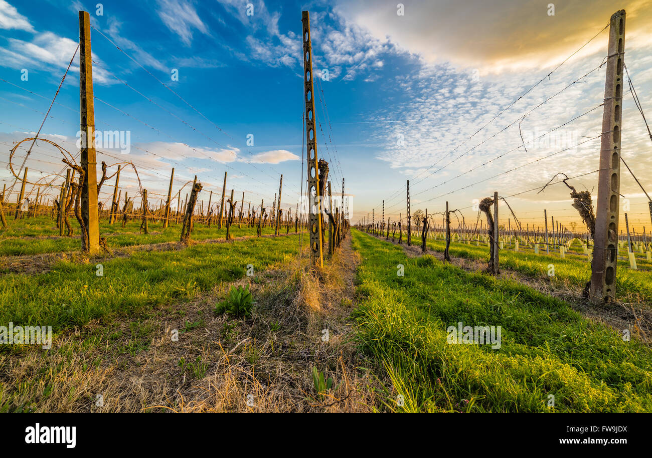 cultivation of fruit trees in the countryside of Emilia Romagna in ...
