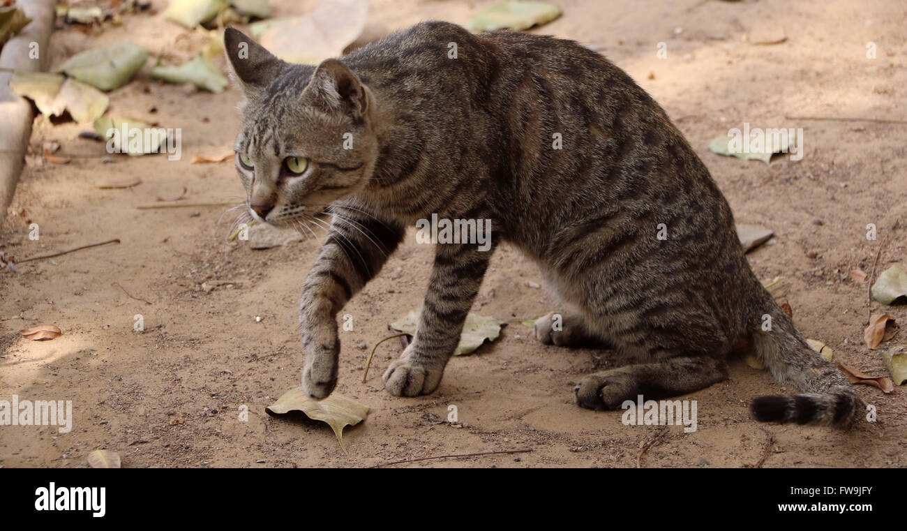 Cat in the forest Stock Photo - Alamy