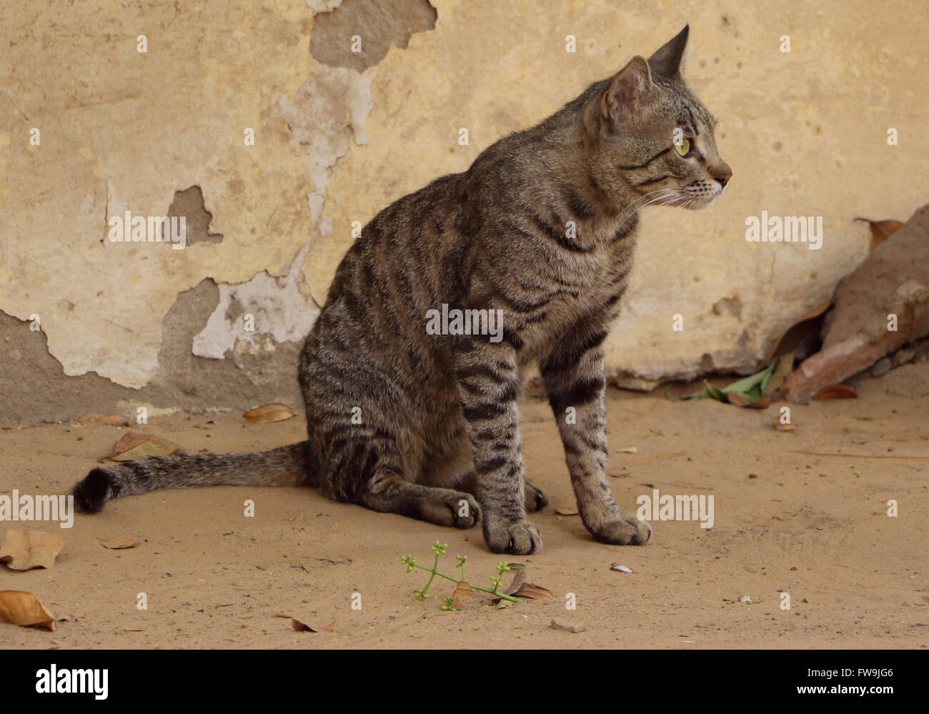 Cat in the forest Stock Photo - Alamy