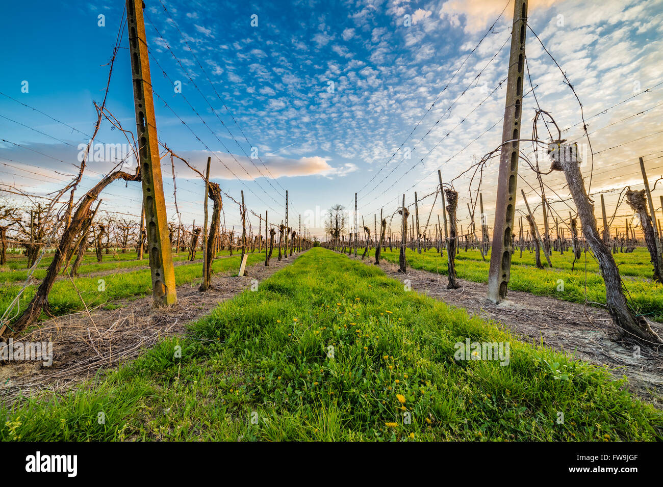 cultivation of fruit trees in the countryside of Emilia Romagna in ...