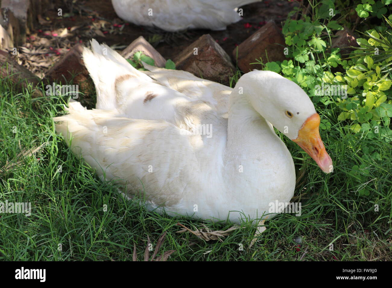 Floating ducks hi-res stock photography and images - Alamy