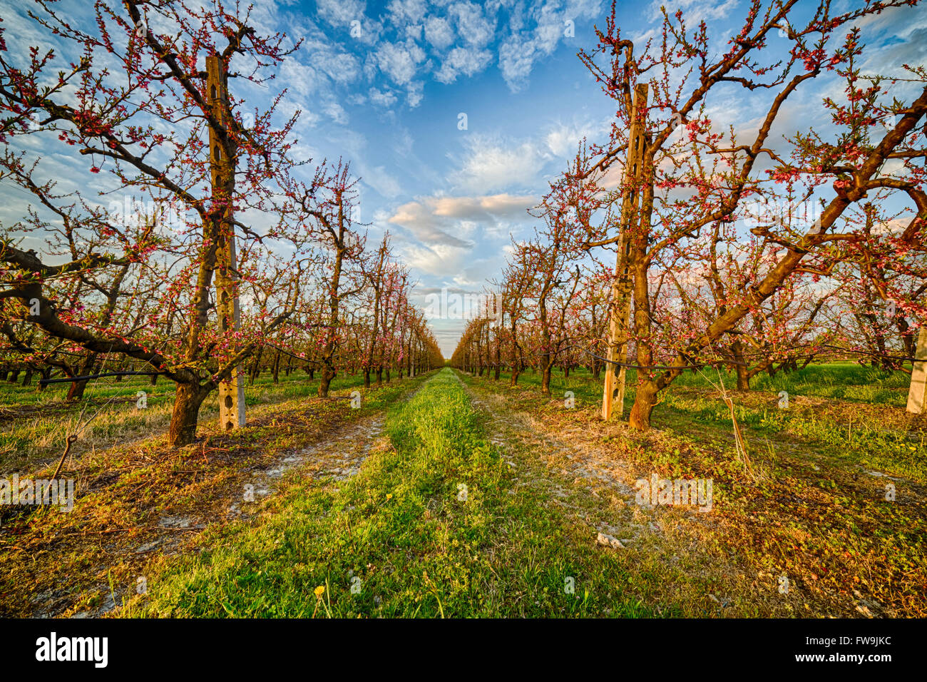 Peach blossom valley hi-res stock photography and images - Alamy