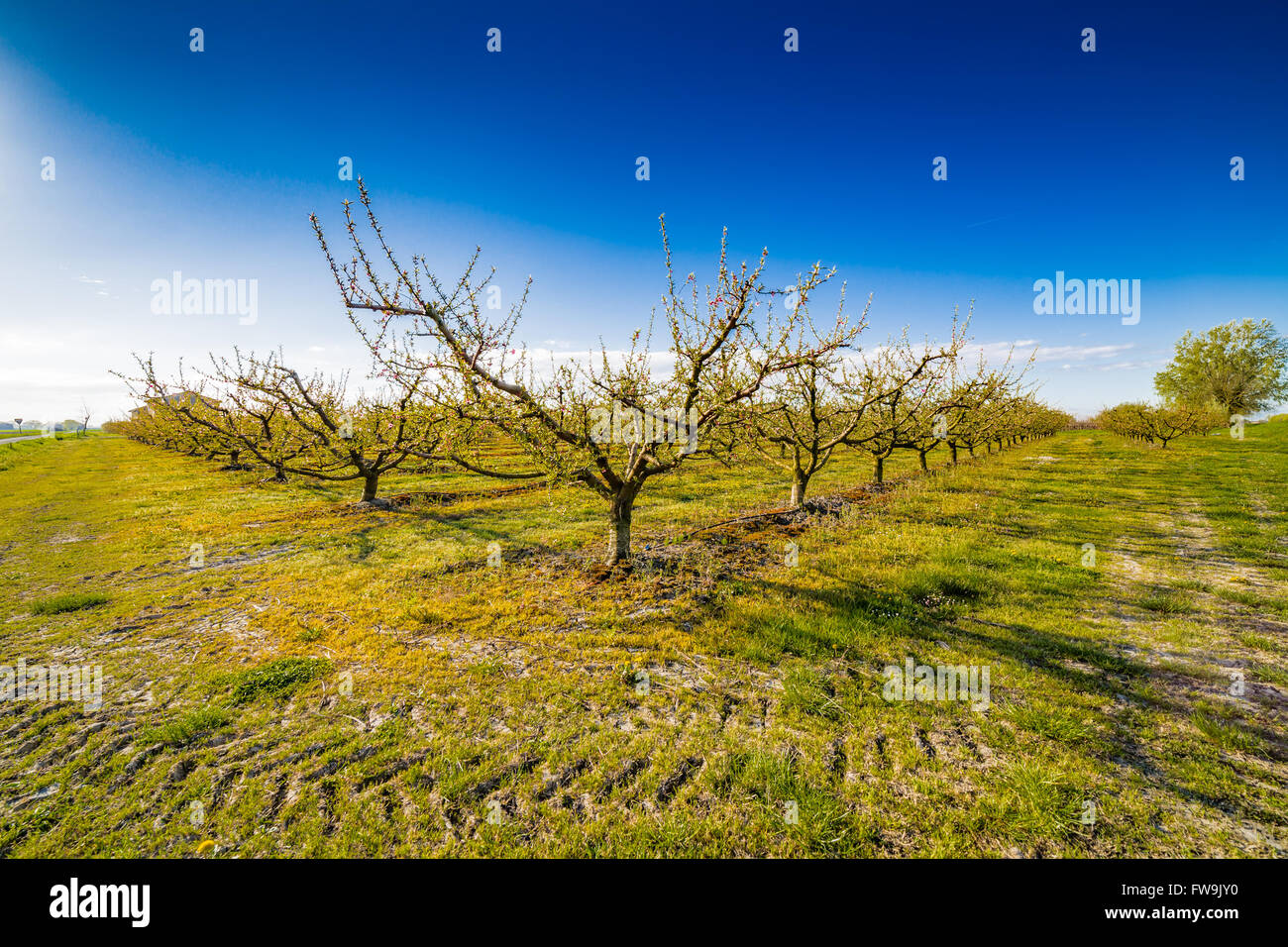 peach trees in bloom treated with fungicide and insecticide in ...