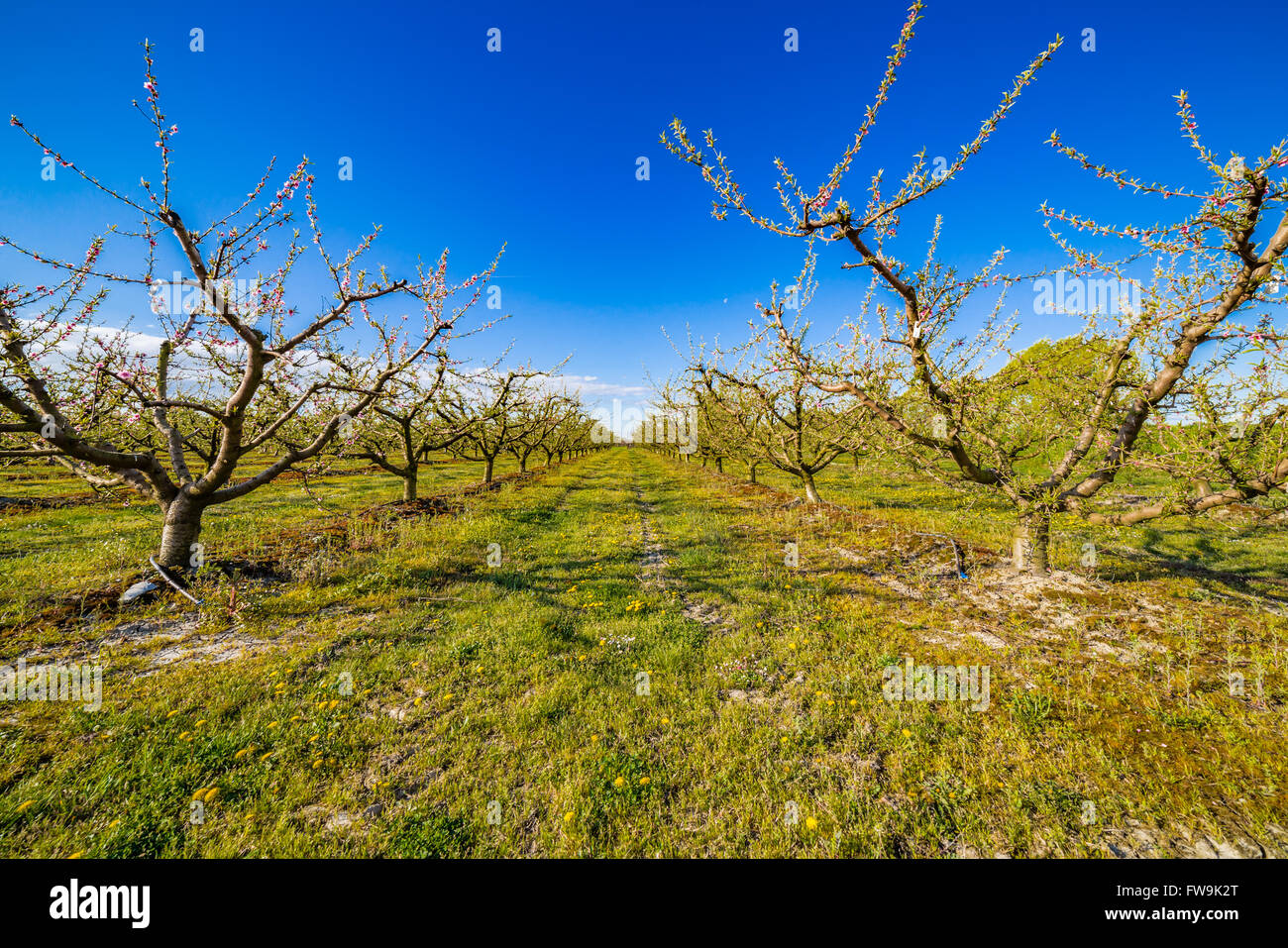peach trees in bloom treated with fungicide and insecticide in ...