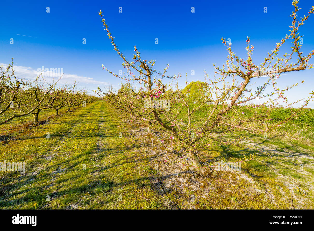 peach trees in bloom treated with fungicide and insecticide in ...