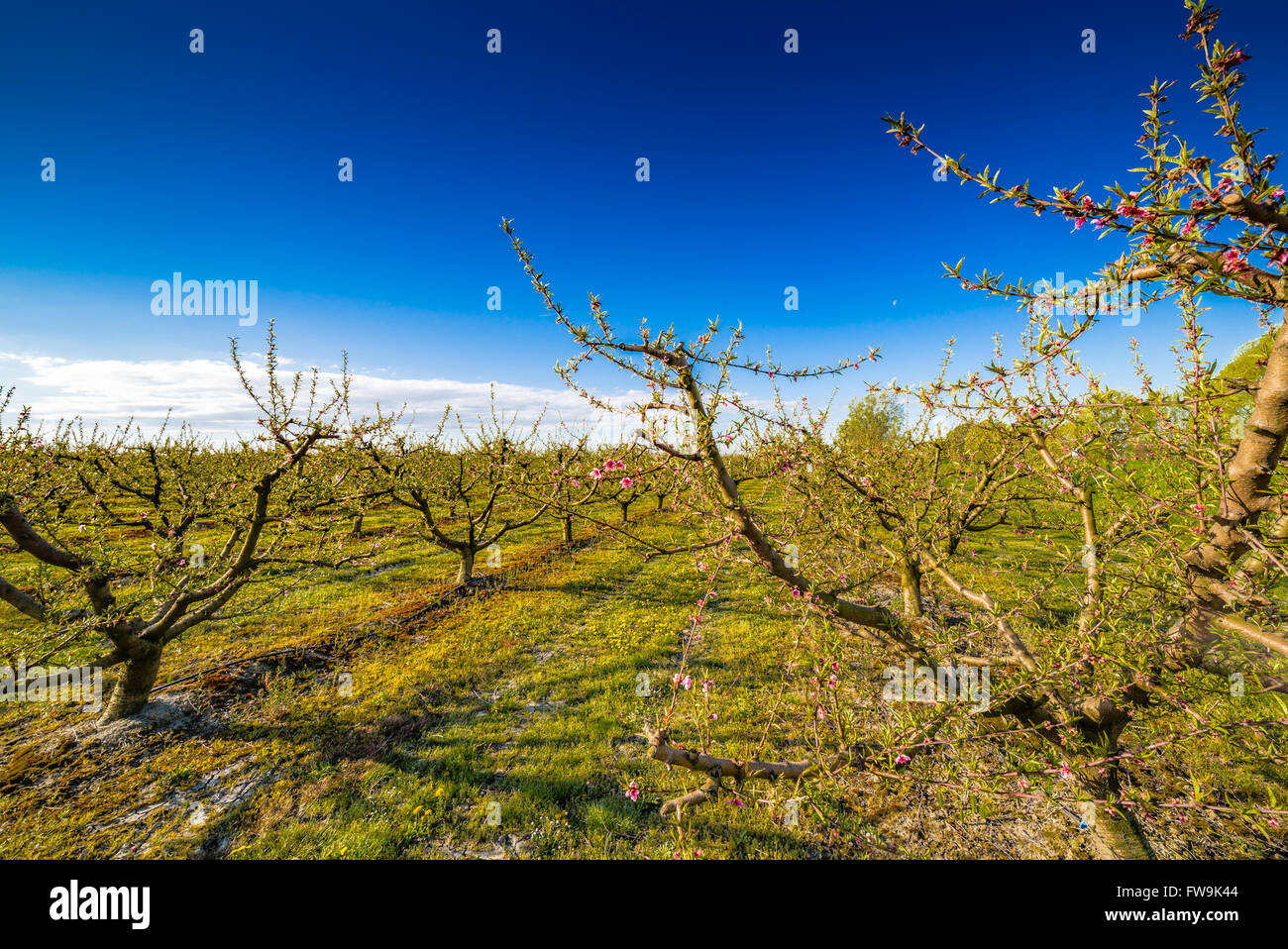 peach trees in bloom treated with fungicide and insecticide in ...