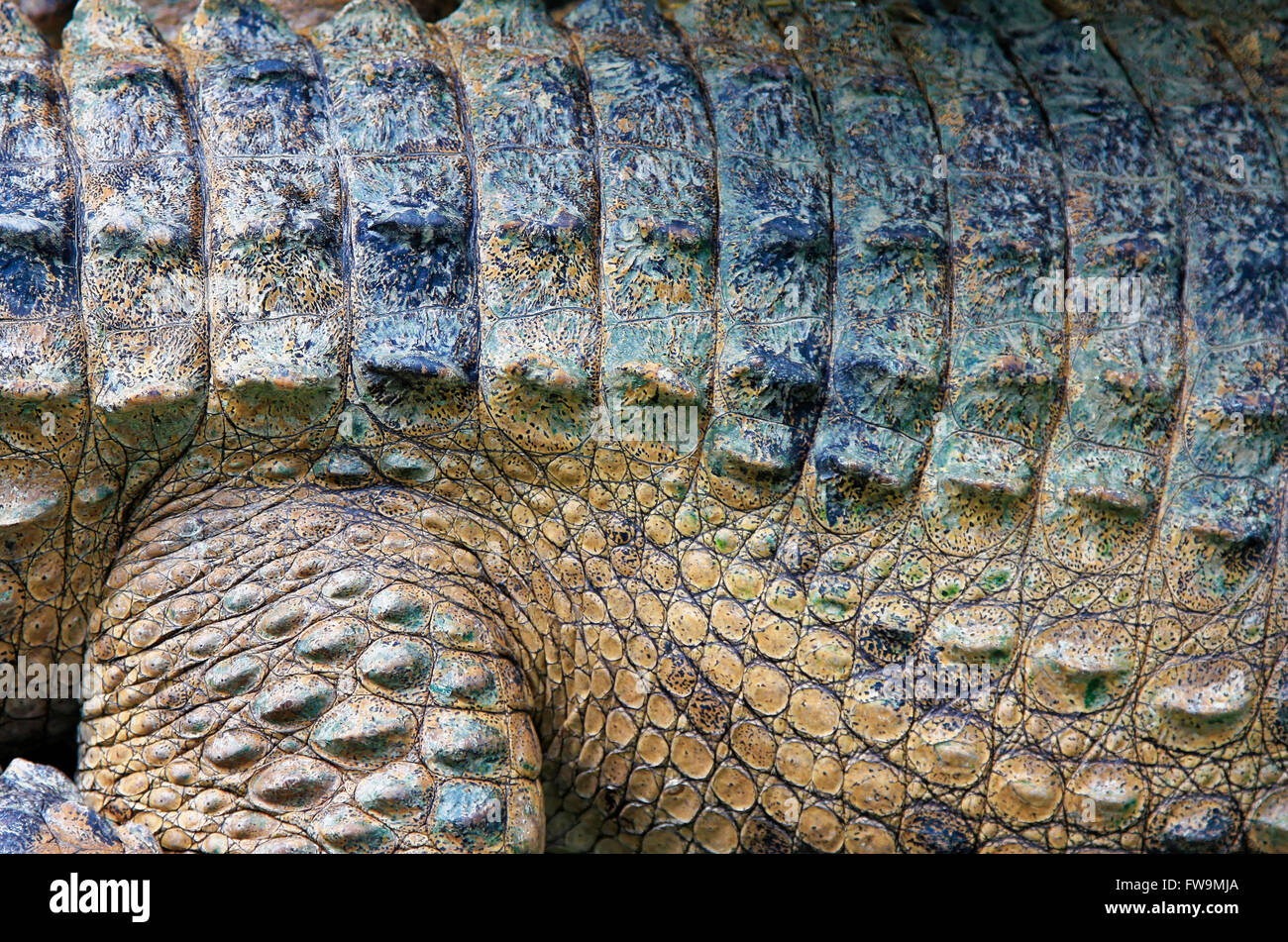 beautiful crocodile skin a close up photo Stock Photo - Alamy