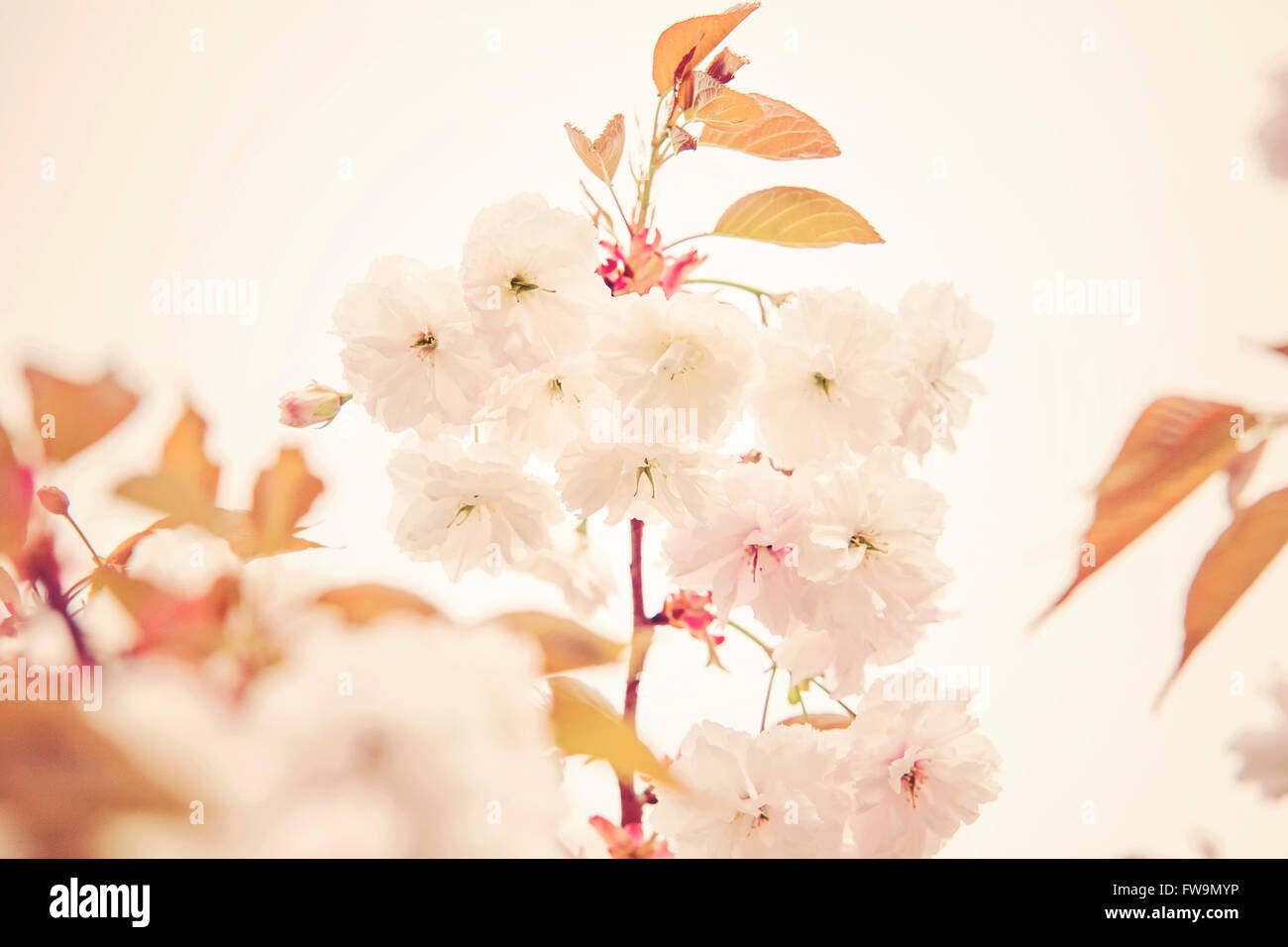 Blooming Sakura tree in Spring Stock Photo - Alamy